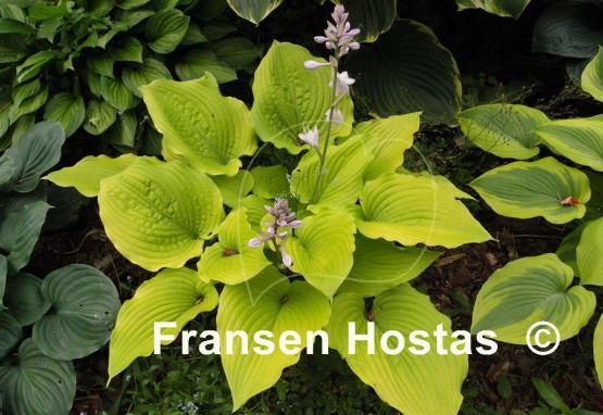 Hosta Coast to Coast - Fransen Hostas